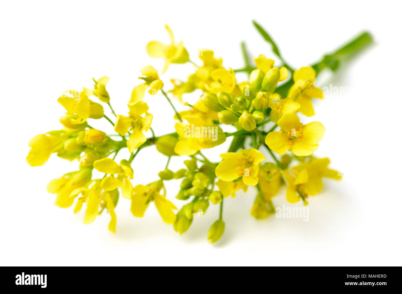 fresh canola flowers isolated on white background Stock Photo - Alamy