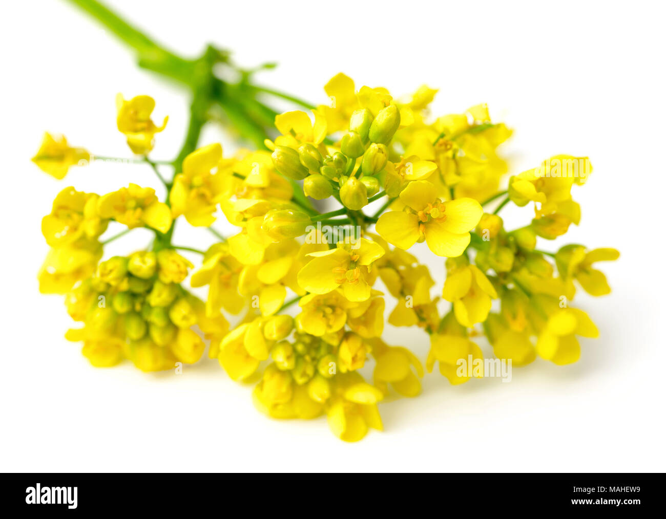 fresh canola flowers isolated on white background Stock Photo - Alamy