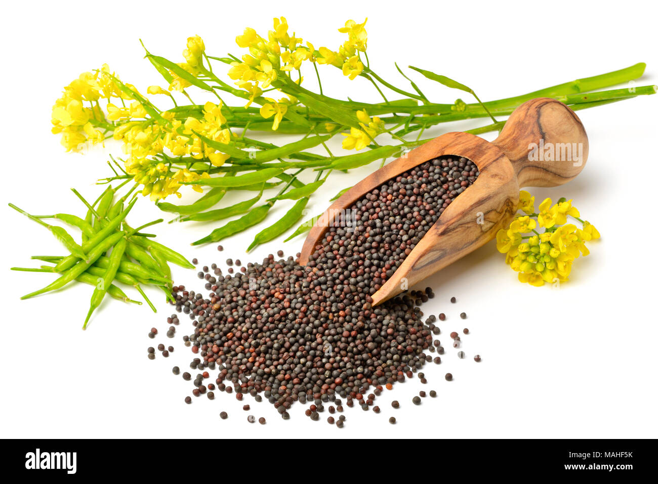 canola seeds and fresh canola flowers isolated on white background ...