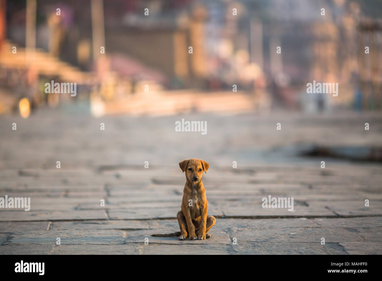 Puppy dog sitting alone in the middle of the pavement Stock Photo - Alamy