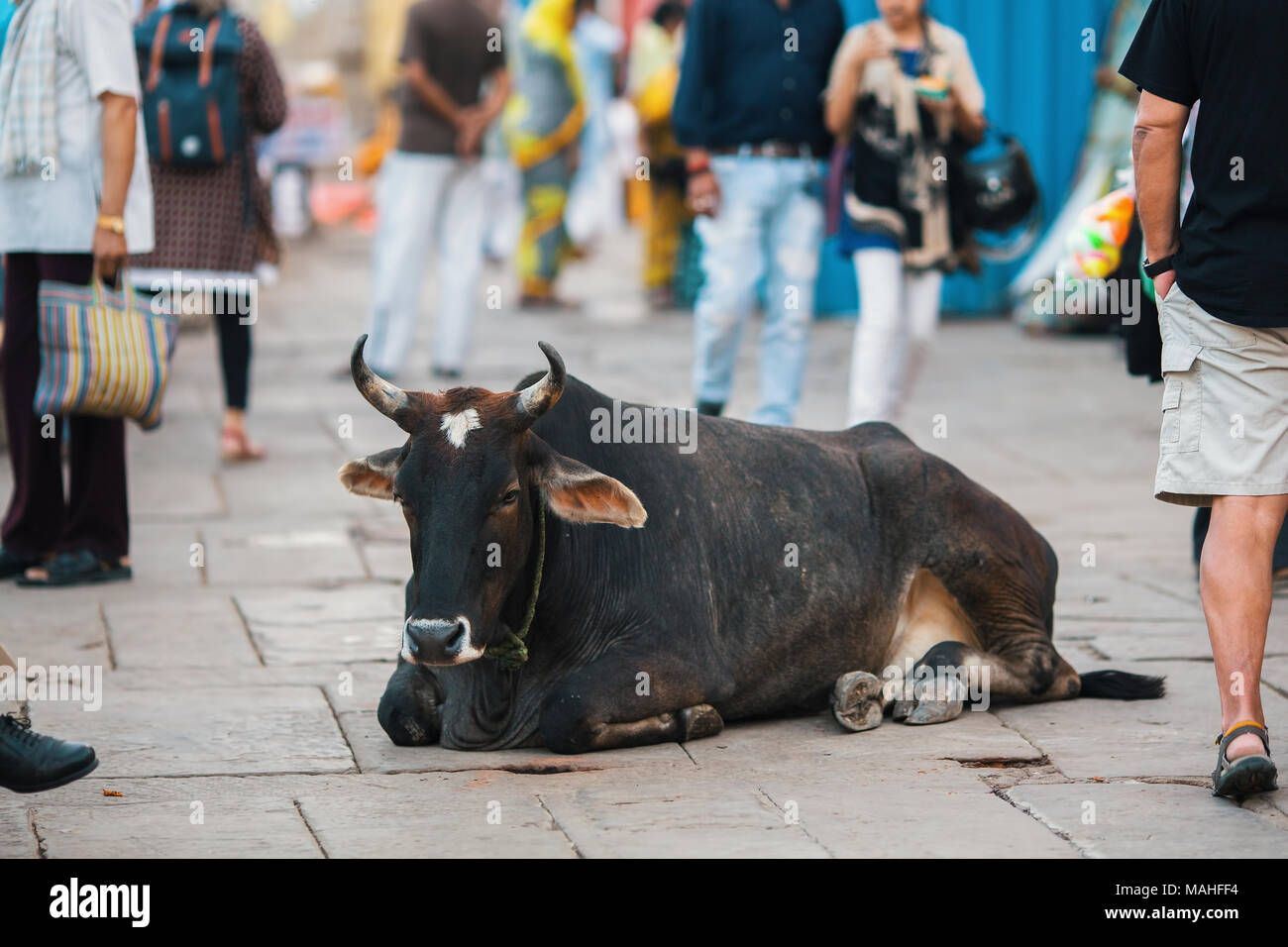 Cow lying on busy street of the Indian city Stock Photo - Alamy
