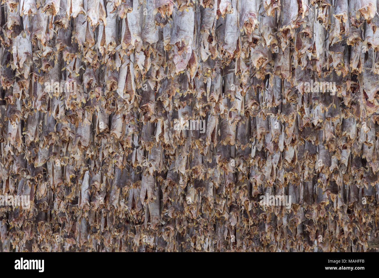 Traditional stockfish hanging in vertical pattern on drying rack Stock ...