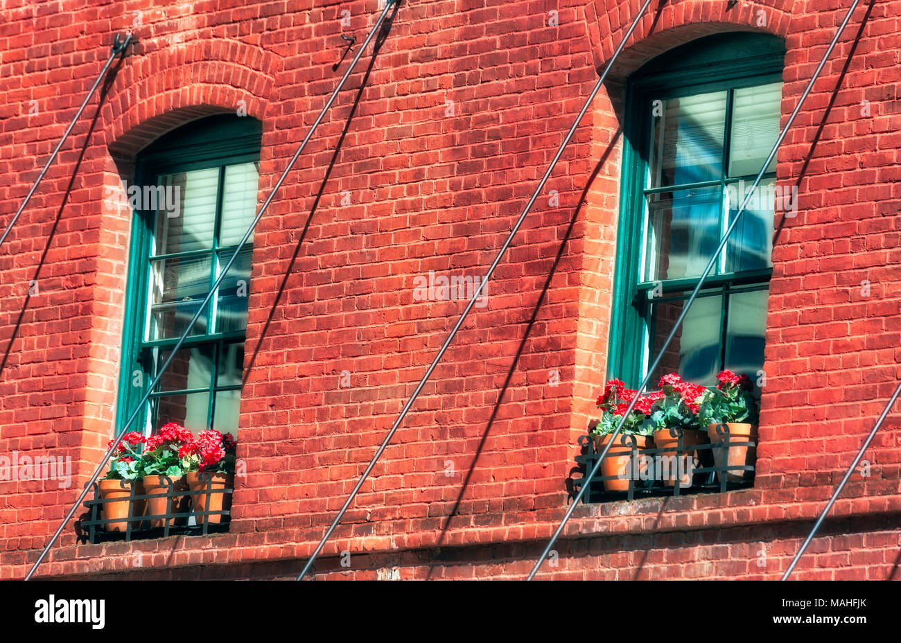 Clay potted red geraniums sit on window sills of a Red brick building ...