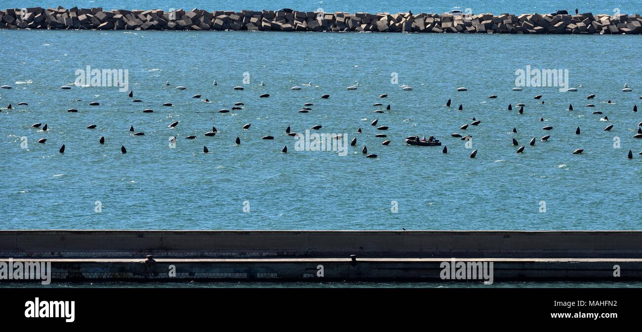 Mussel floats hi-res stock photography and images - Alamy