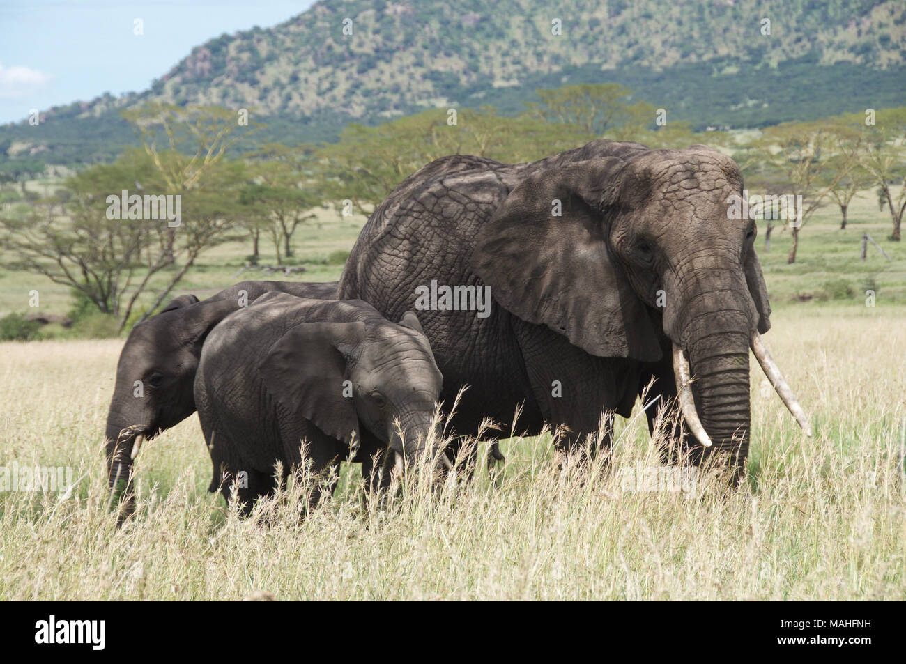 Africa family mother father children hi-res stock photography and ...