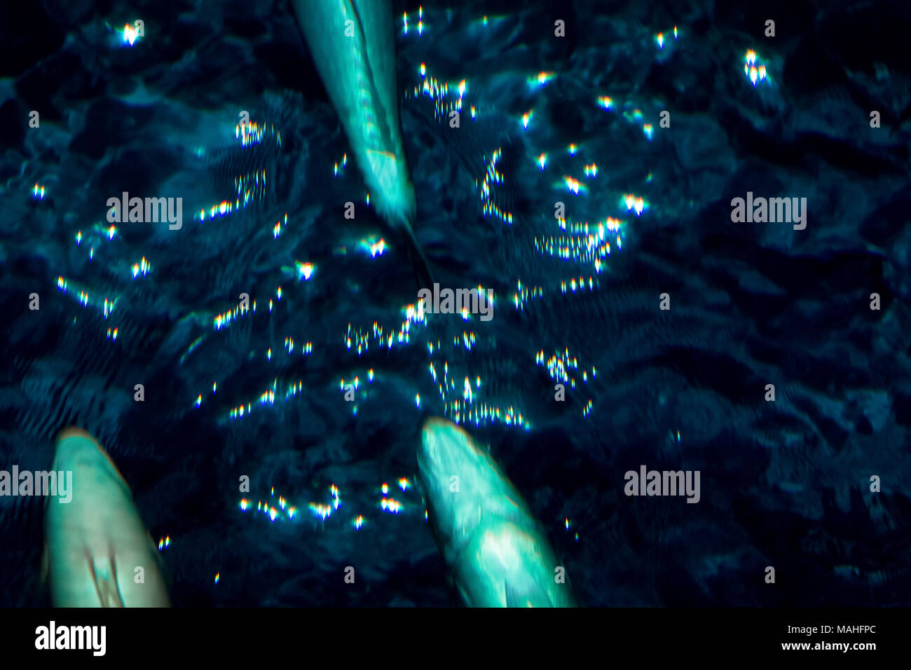 Fish breaking surface of water hi-res stock photography and images - Alamy