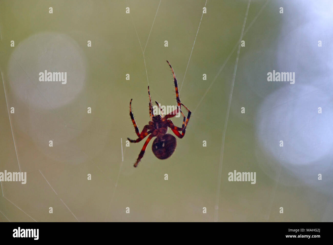 Spider instinct hi-res stock photography and images - Alamy
