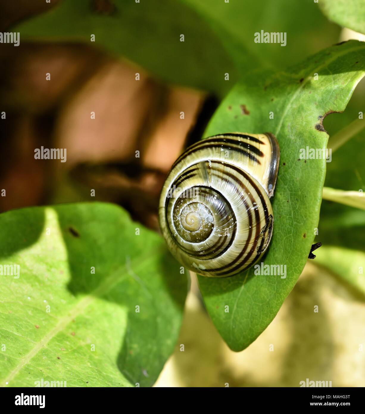 Terrestrial pulmonate gastropods hi-res stock photography and images ...