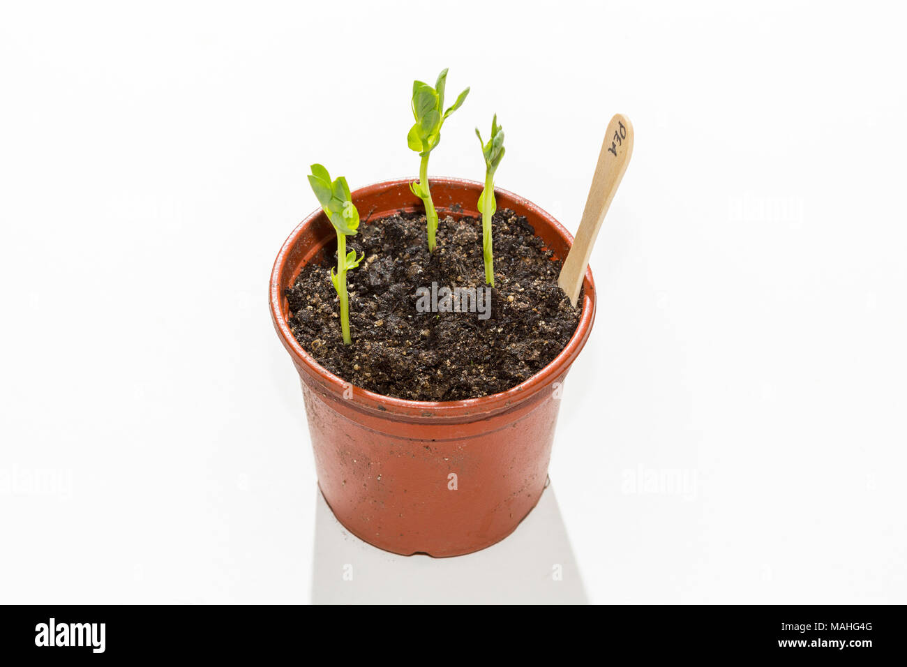 Seedling in pot hi-res stock photography and images - Alamy