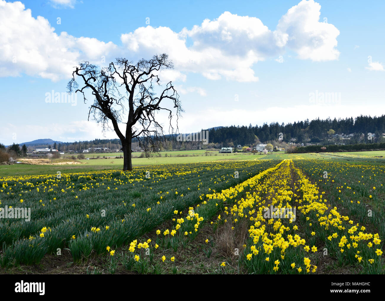 Fields of daffodils hi-res stock photography and images - Alamy