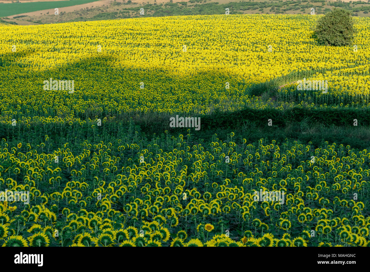Single isolated tree in a sunbathed sunflower field on a slope Stock ...