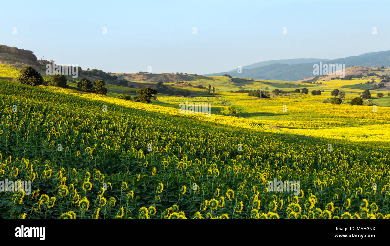 Sunbathed sunflower field on a slope. Wide angle agricultural land ...