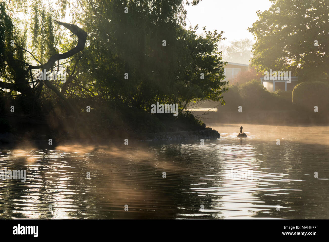 Europe, UK, England, Surrey, River Thames spring scene Stock Photo - Alamy