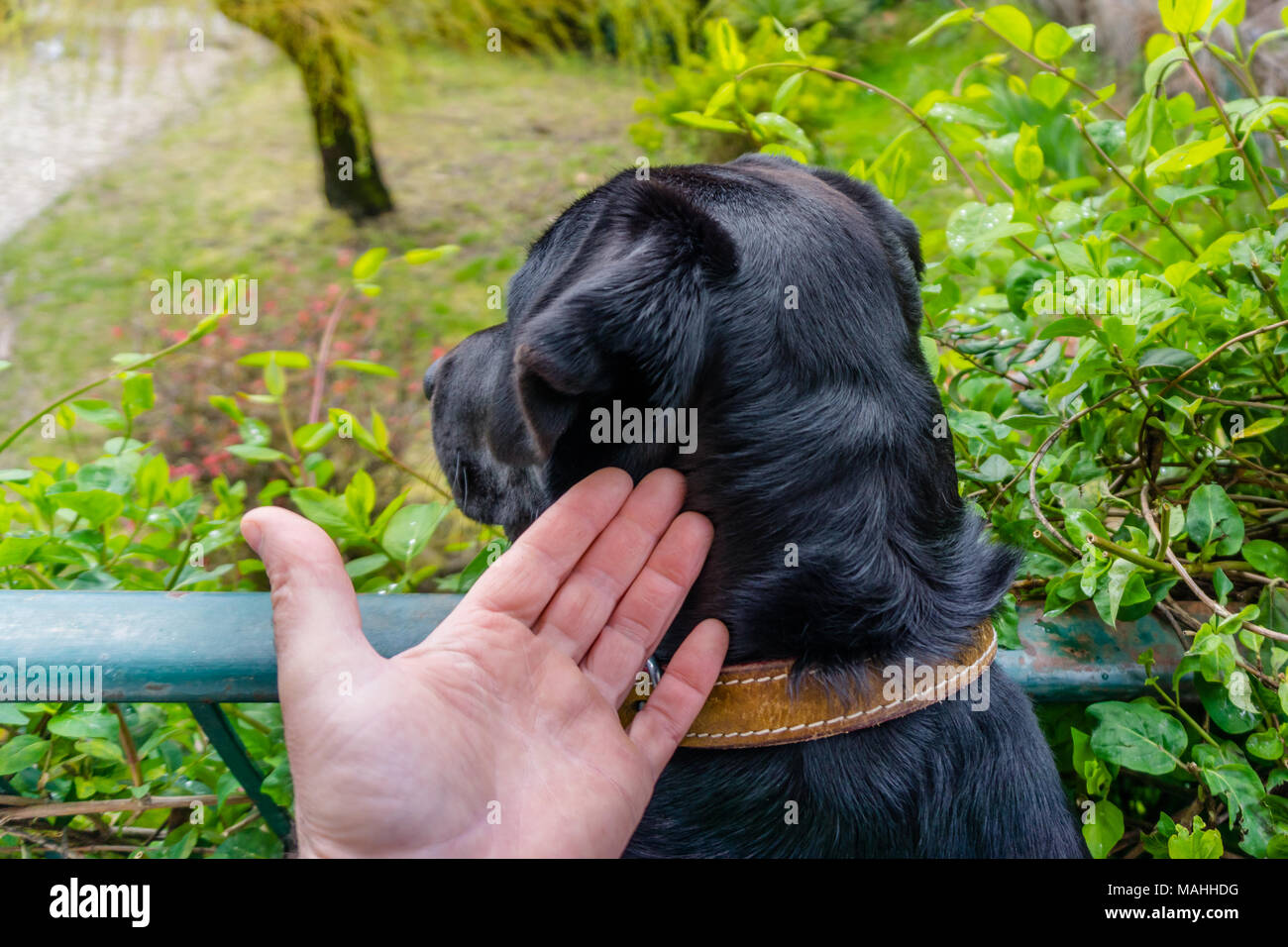 Black Labrador Retriever and hand man Stock Photo - Alamy
