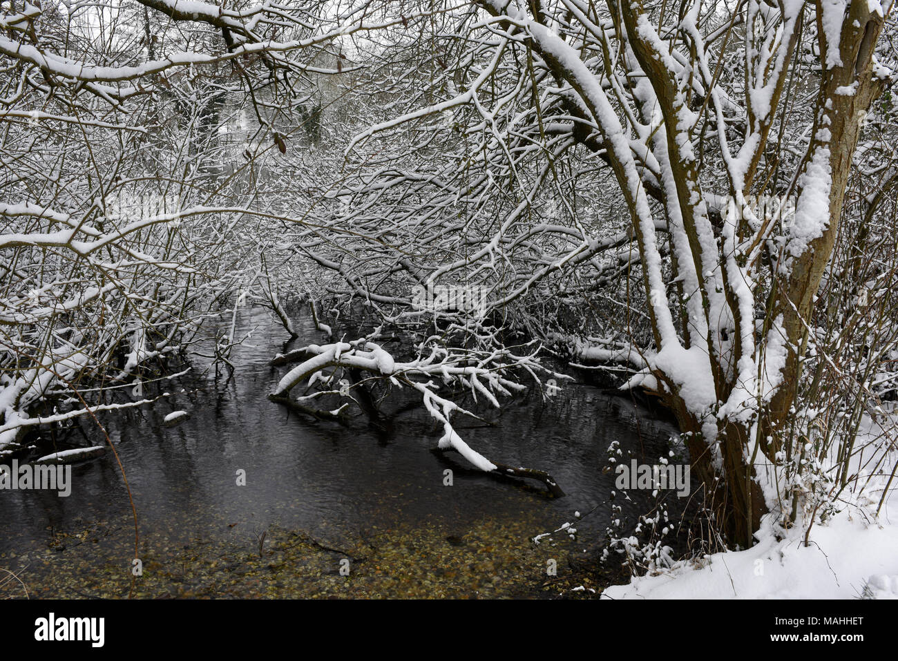 Snow covered branches at Anton Lakes Nature Reserve in Andover ...