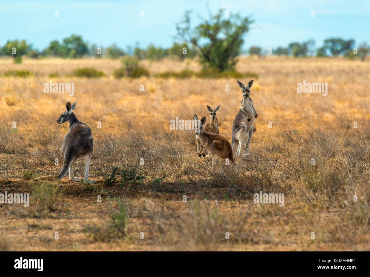 Skippy the bush kangaroo (australia) hi-res stock photography and ...