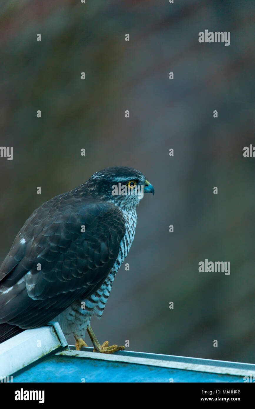 Female Sparrowhawk watching for prey Stock Photo - Alamy