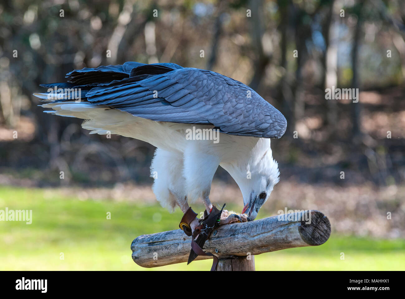 Australian fish eagle hi-res stock photography and images - Alamy