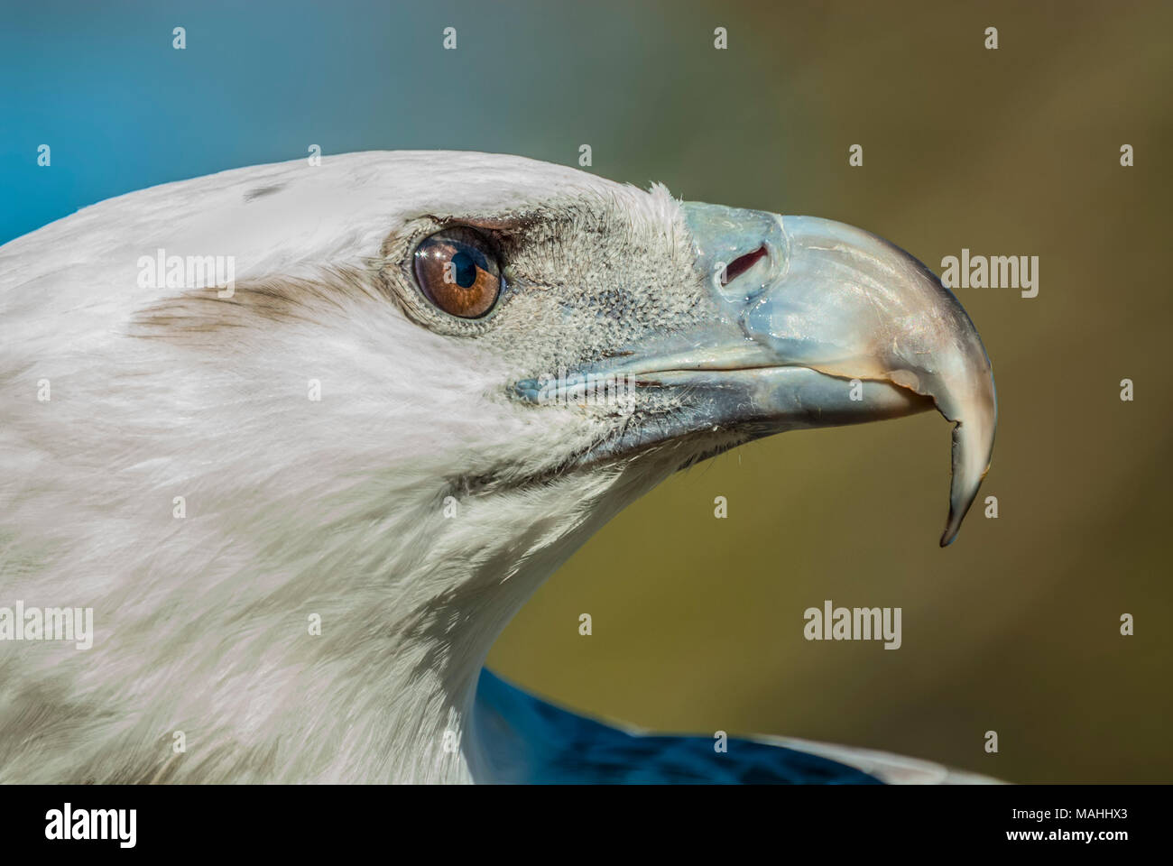 Australian fish eagle hi-res stock photography and images - Alamy