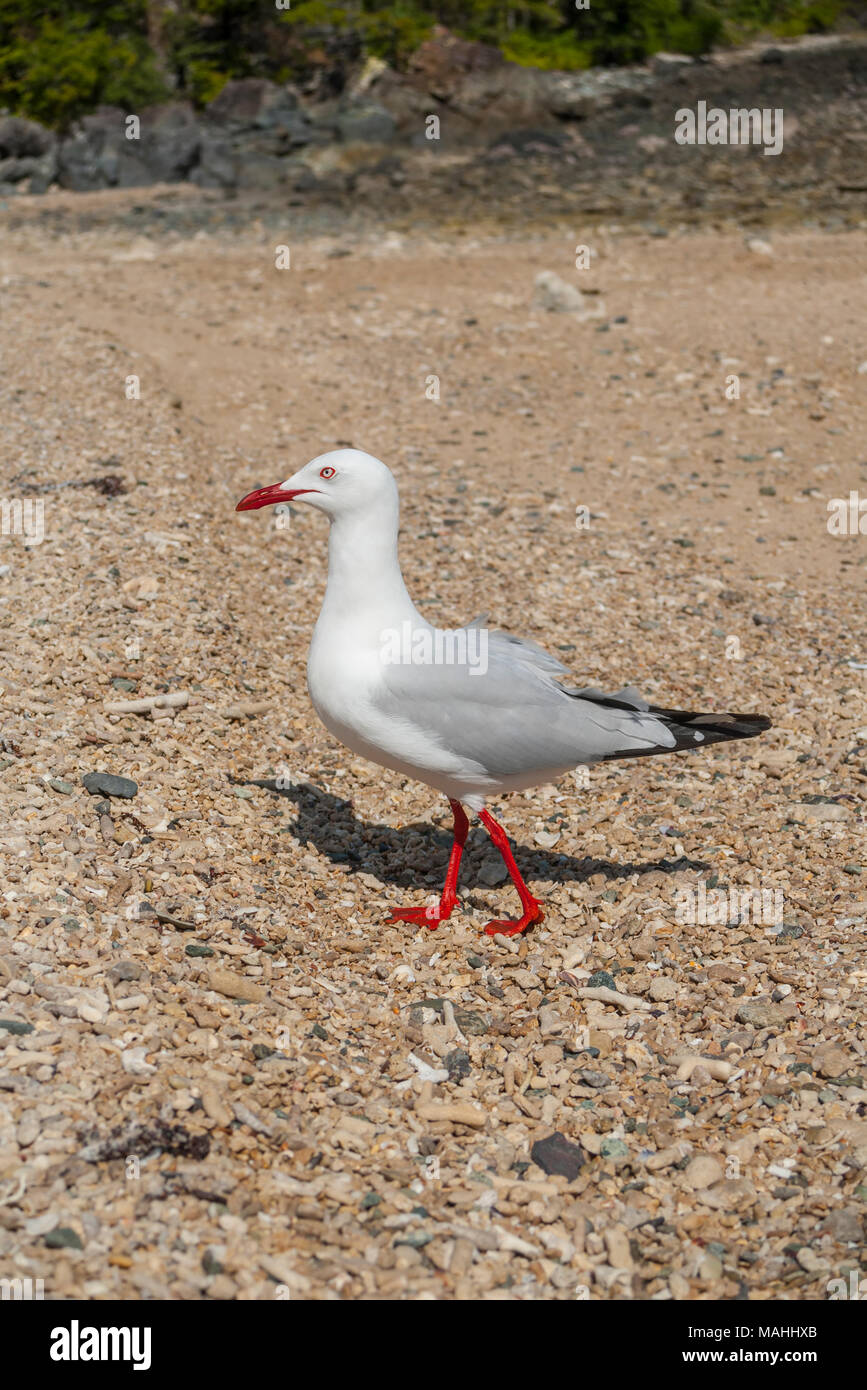silver gull, Queensland, Australia Stock Photo - Alamy