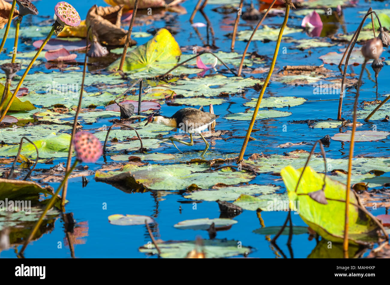 Comb crested jacana or lillytrotter, Queensland, Australia Stock Photo ...