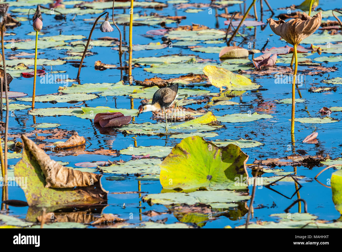 Lily trotter hi-res stock photography and images - Alamy