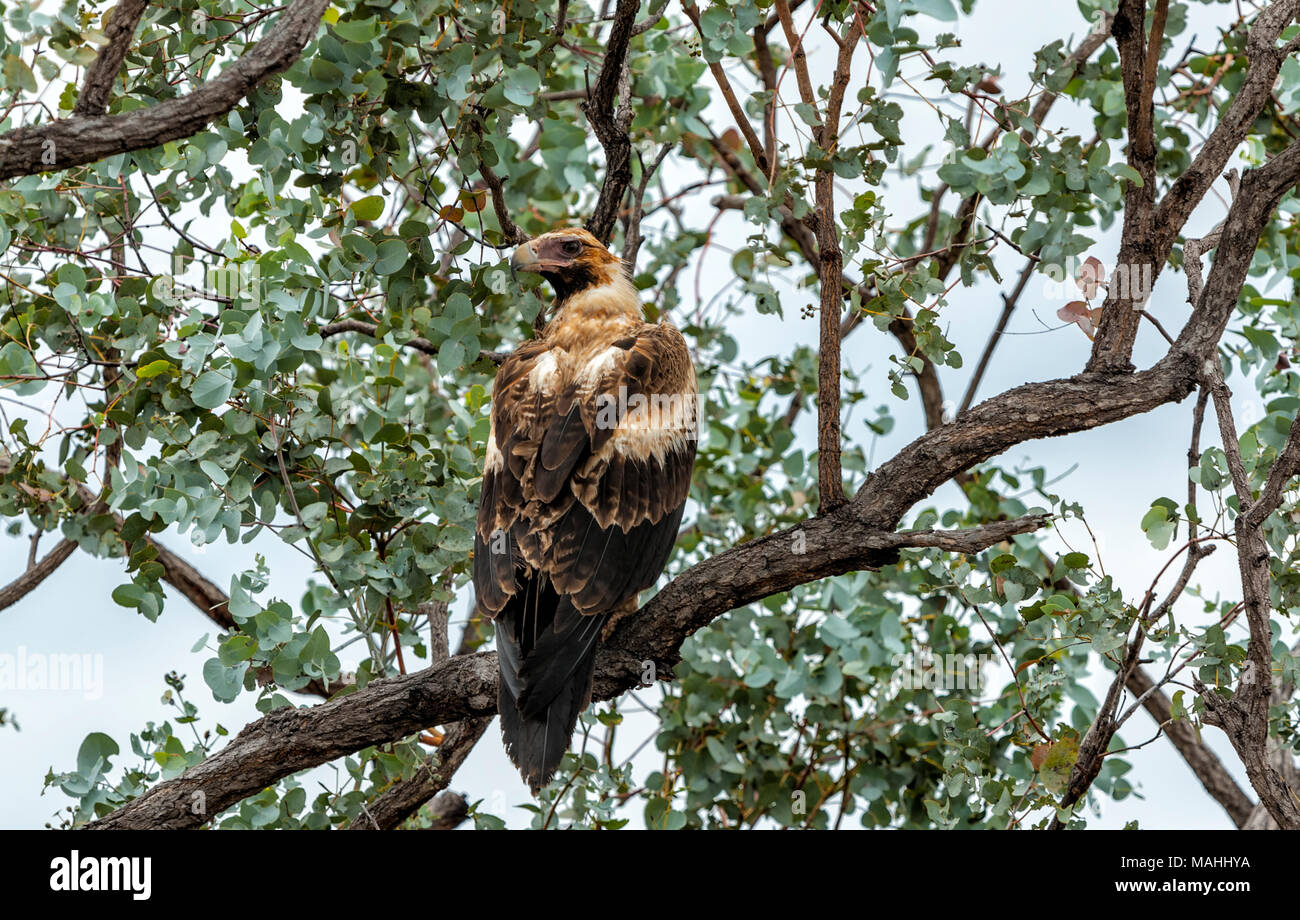 wedge tailed eagle, Queensland, Australia Stock Photo - Alamy