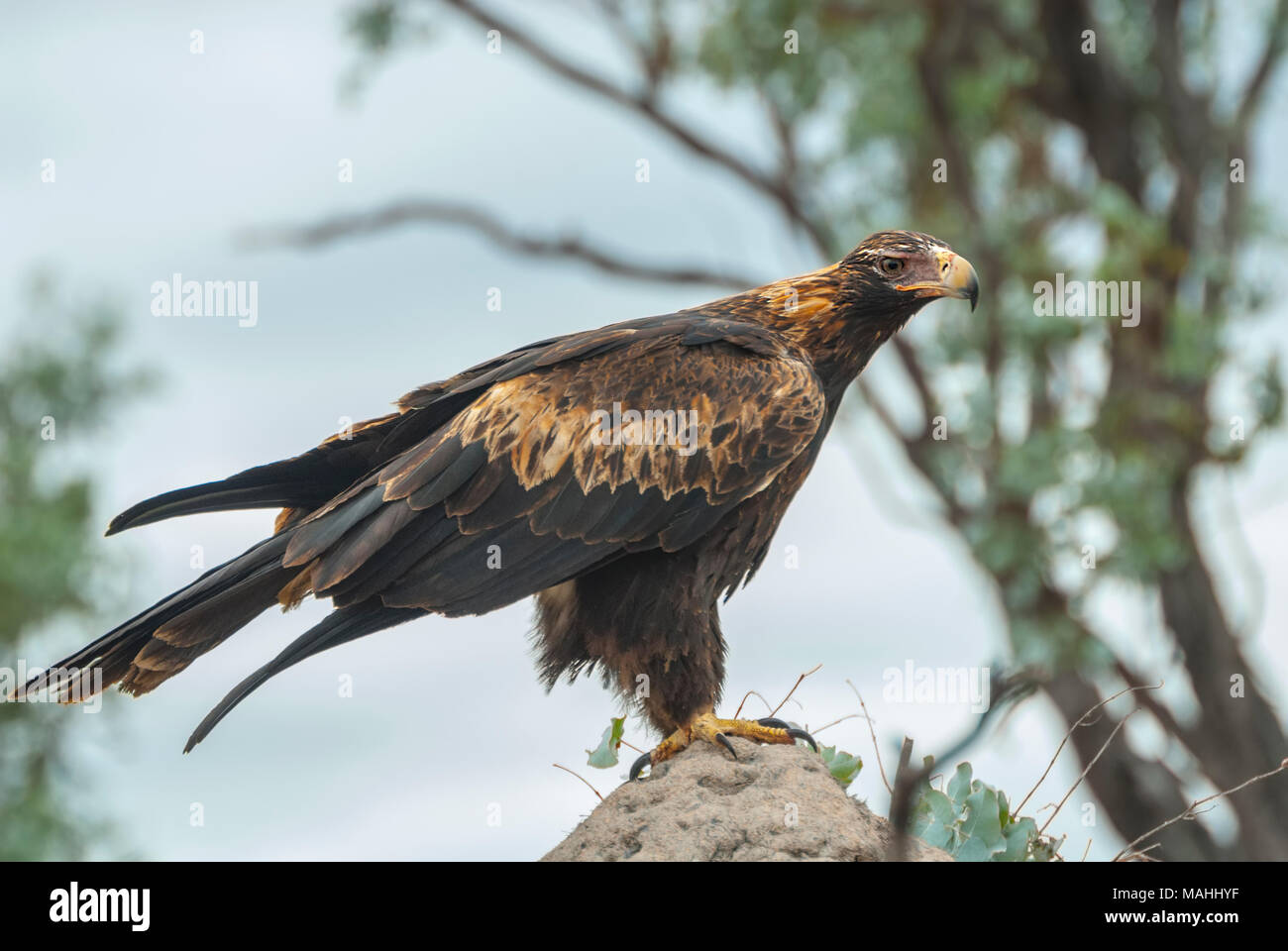 Australian raptor hi-res stock photography and images - Alamy