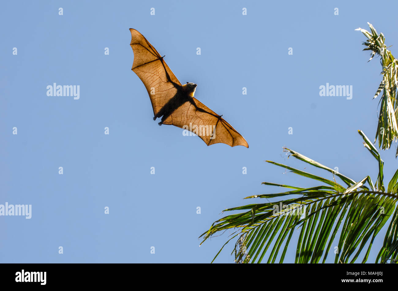 Australian Flying Fox Size