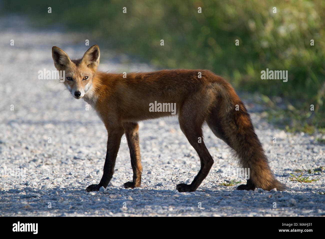 A red fox on a road and looking back Stock Photo - Alamy