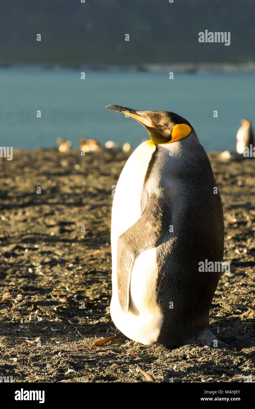 King penguin profile hi-res stock photography and images - Alamy