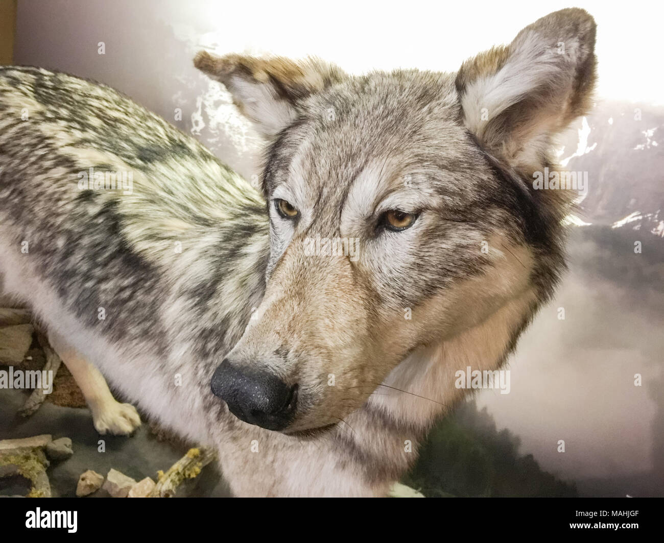 Taxidermy wolf hi-res stock photography and images - Alamy