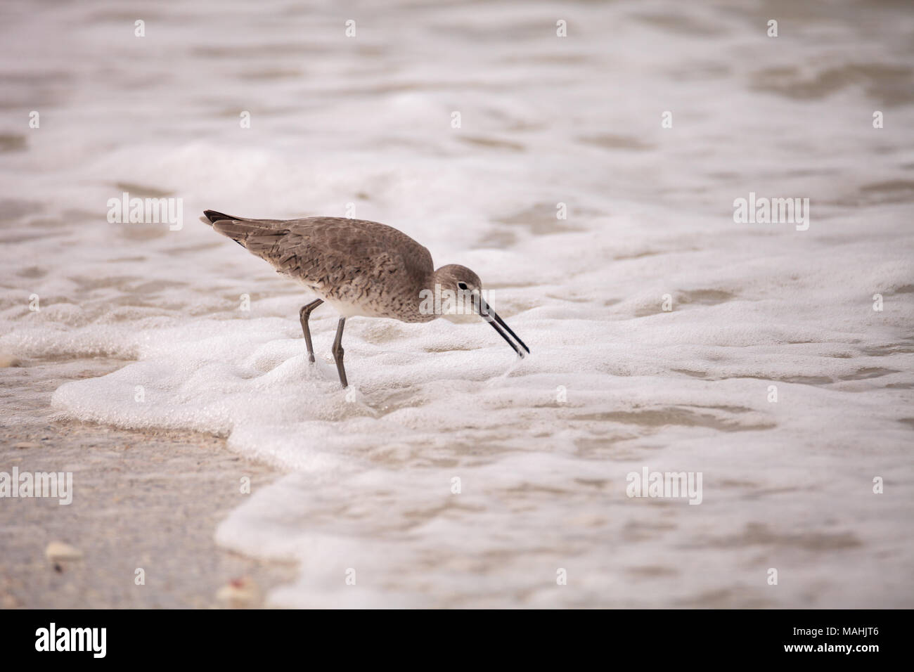 Common Snipe Shorebird Gallinago gallinago forages for food at Barefoot ...