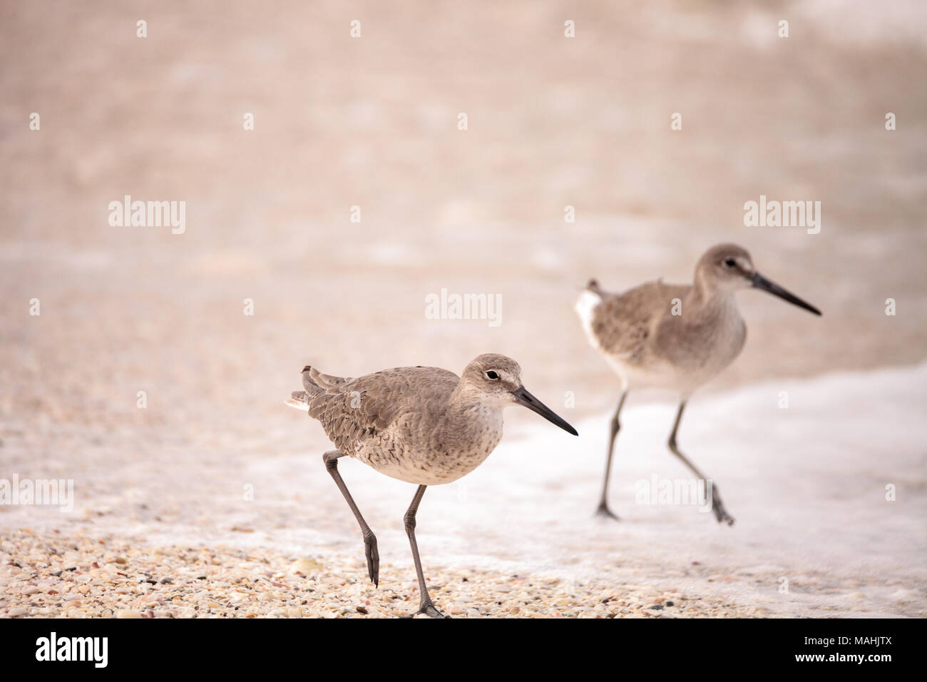 Common Snipe Shorebird Gallinago gallinago forages for food at Barefoot ...