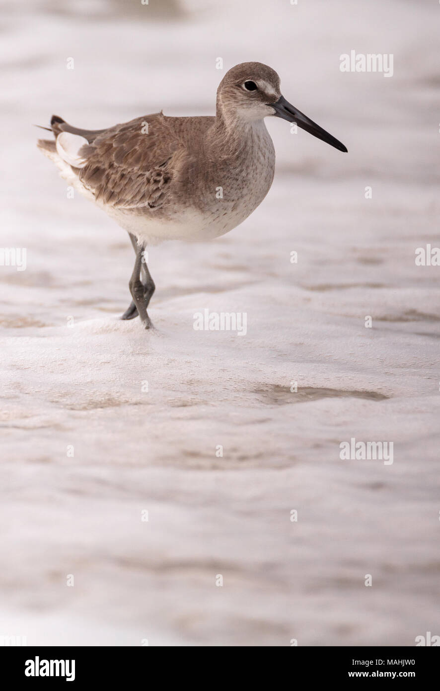 Common Snipe Shorebird Gallinago gallinago forages for food at Barefoot ...