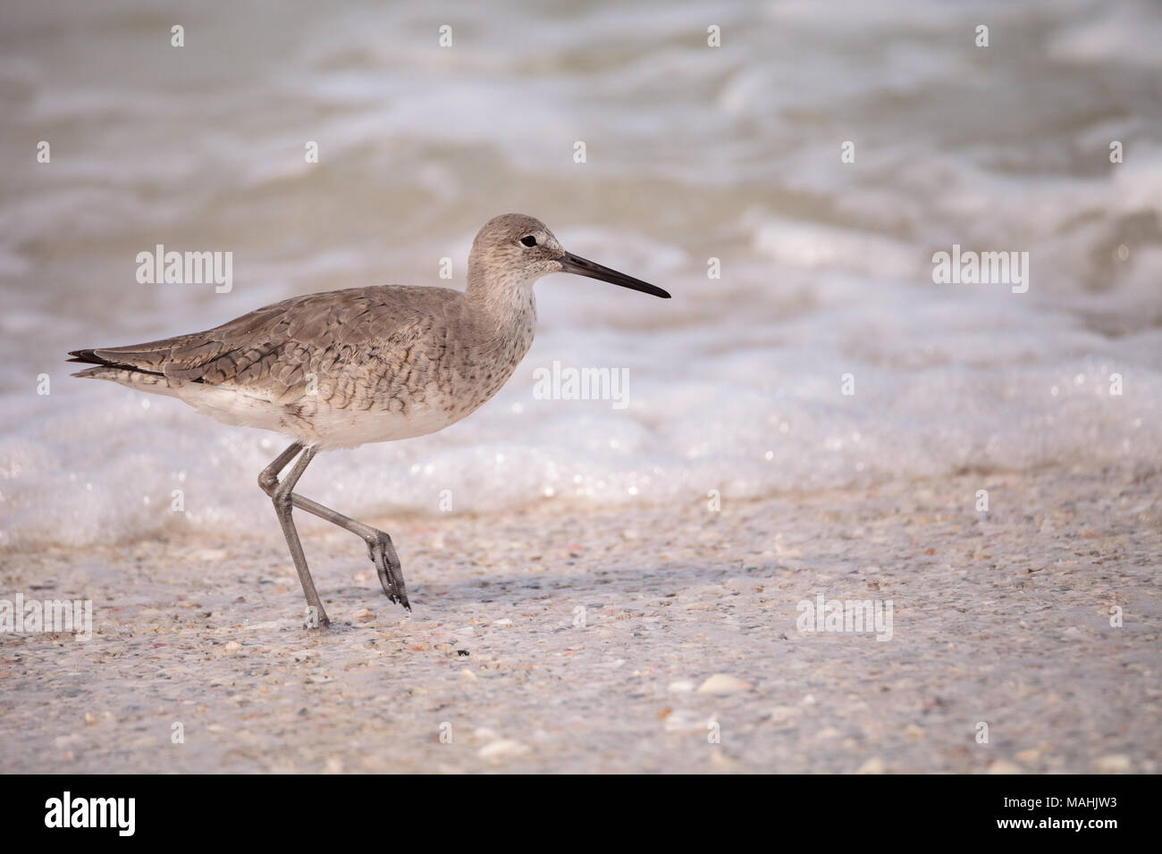 Common Snipe Shorebird Gallinago gallinago forages for food at Barefoot ...