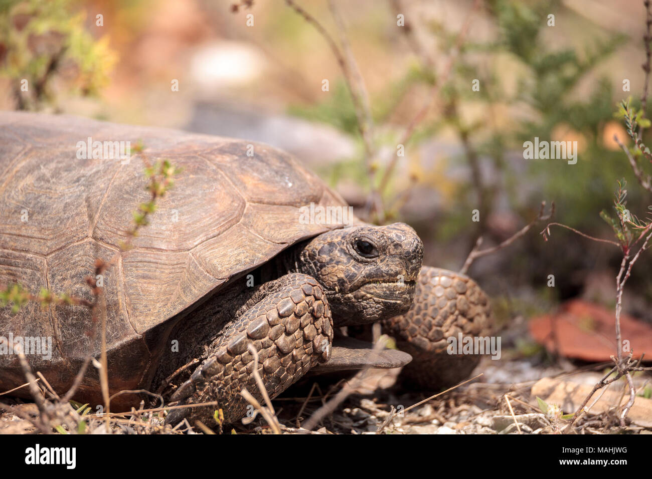 Florida Gopher Tortoise Gopherus polyphemus forages for food in the ...