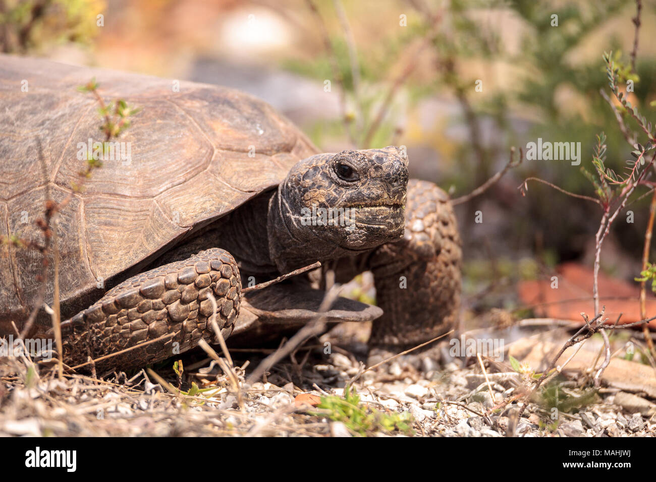 Florida Gopher Tortoise Gopherus polyphemus forages for food in the ...