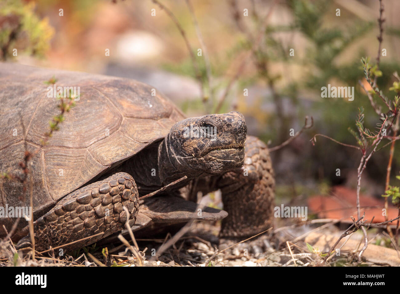 Florida Gopher Tortoise Gopherus polyphemus forages for food in the ...
