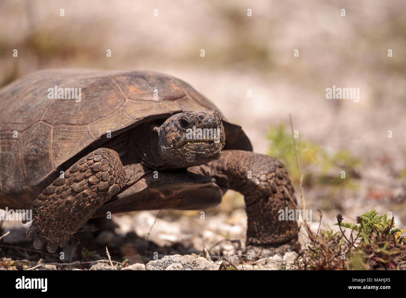 Florida Gopher Tortoise Gopherus polyphemus forages for food in the ...