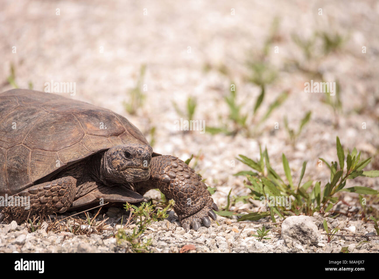 Florida Gopher Tortoise Gopherus polyphemus forages for food in the ...