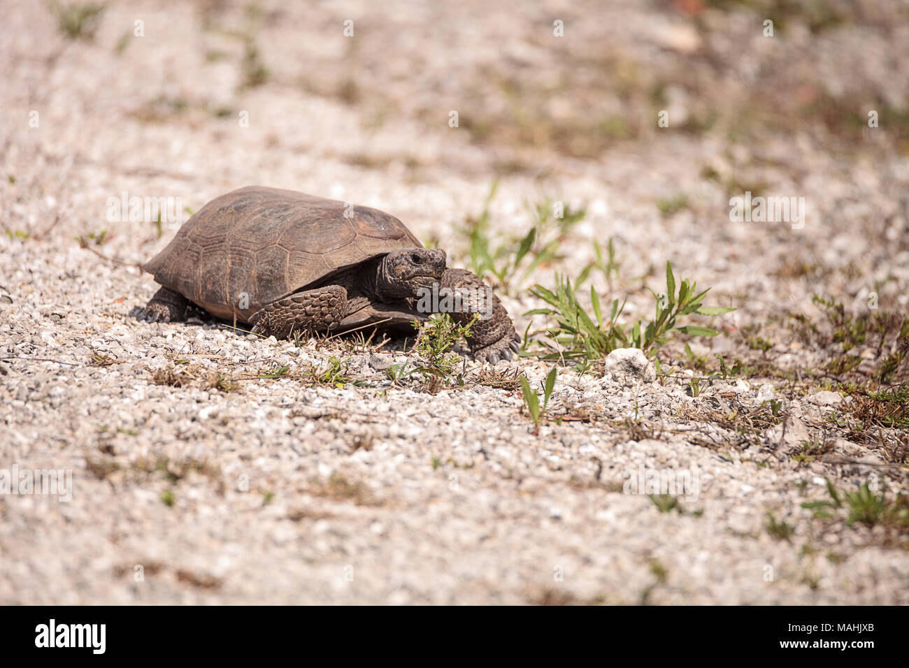 Florida Gopher Tortoise Gopherus polyphemus forages for food in the ...