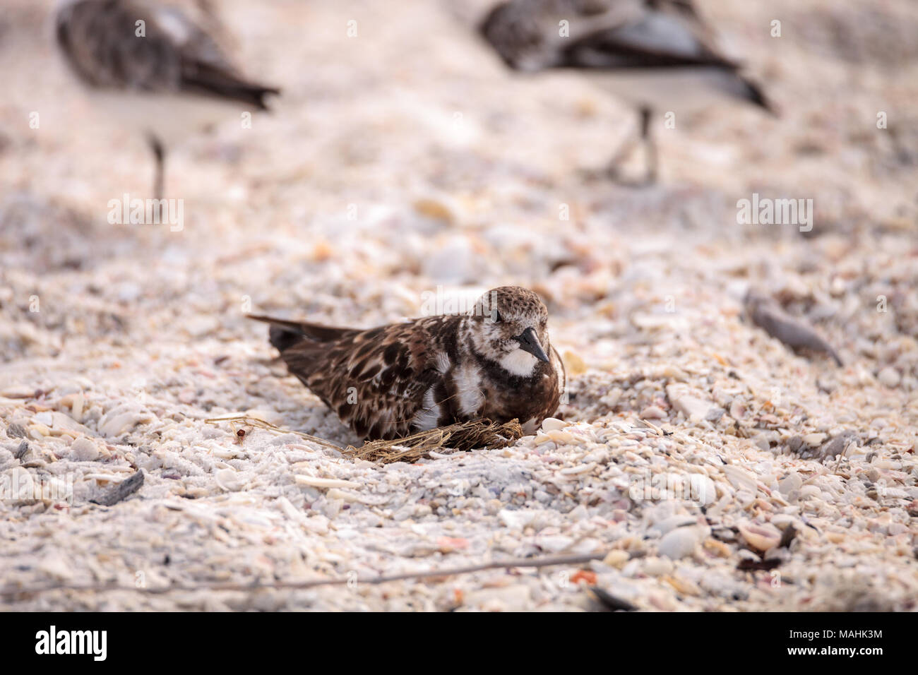 Nesting Ruddy turnstone wading bird Arenaria interpres along the ...