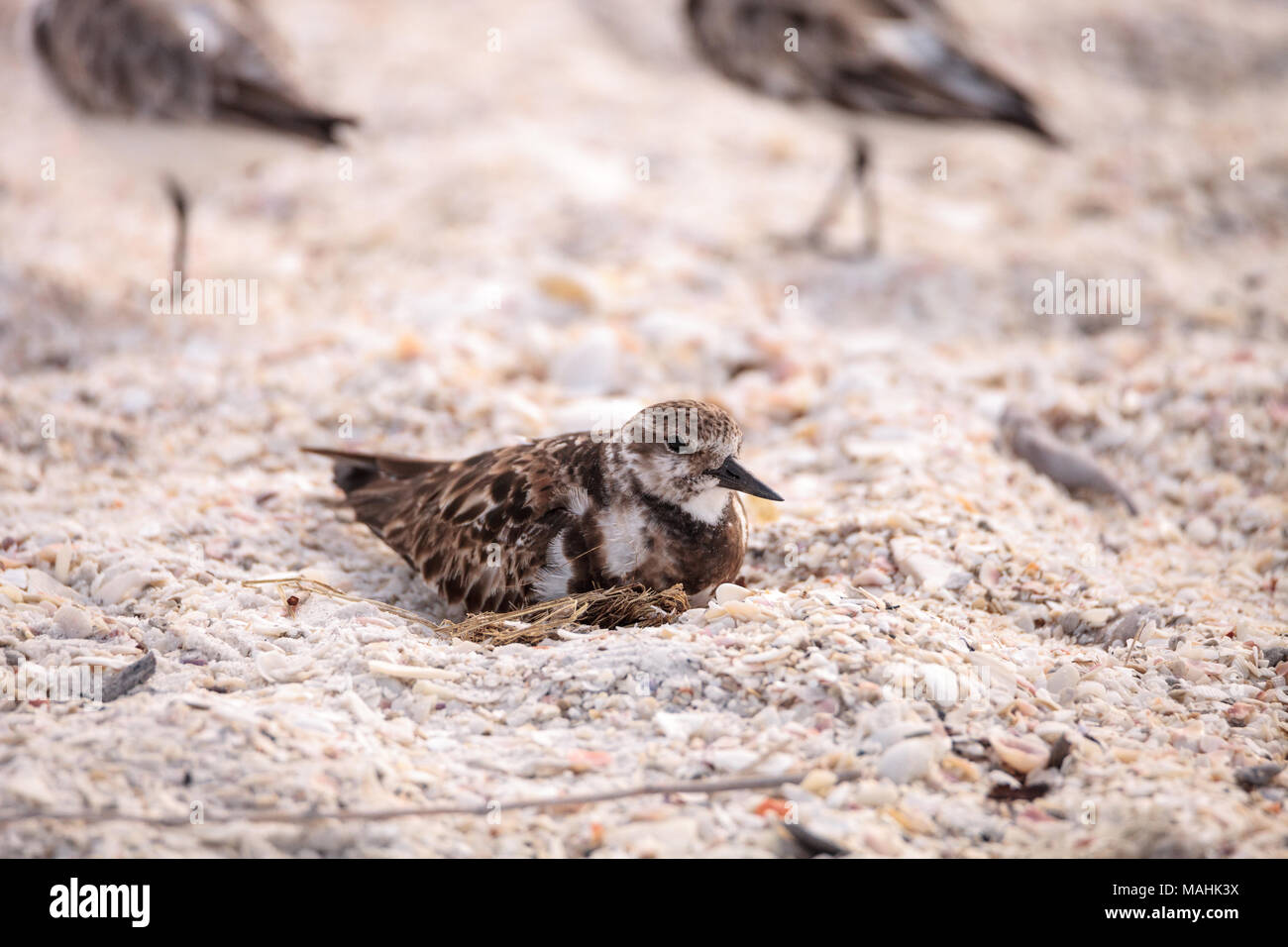 Nesting Ruddy turnstone wading bird Arenaria interpres along the ...
