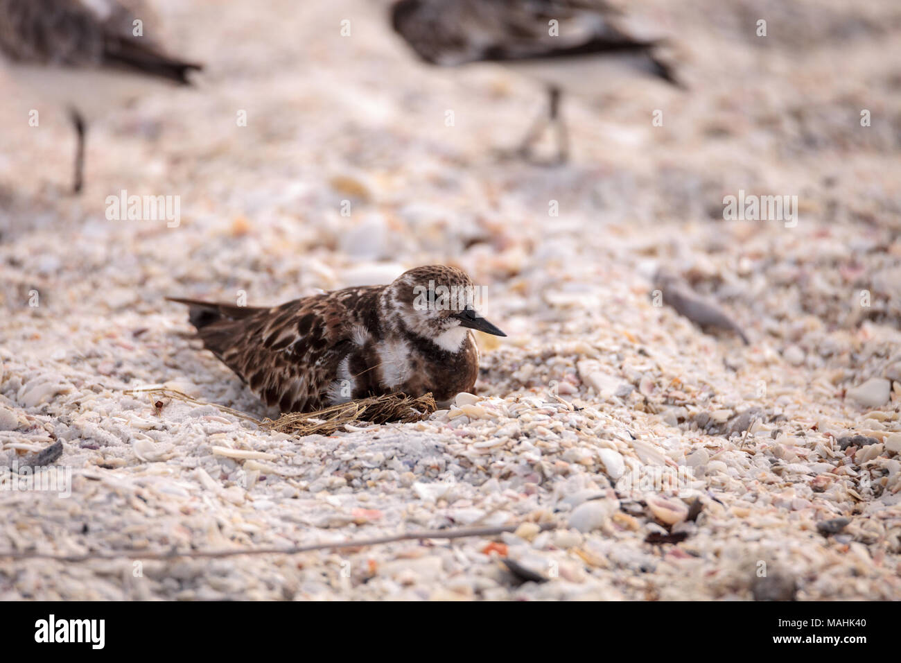 Nesting Ruddy turnstone wading bird Arenaria interpres along the ...