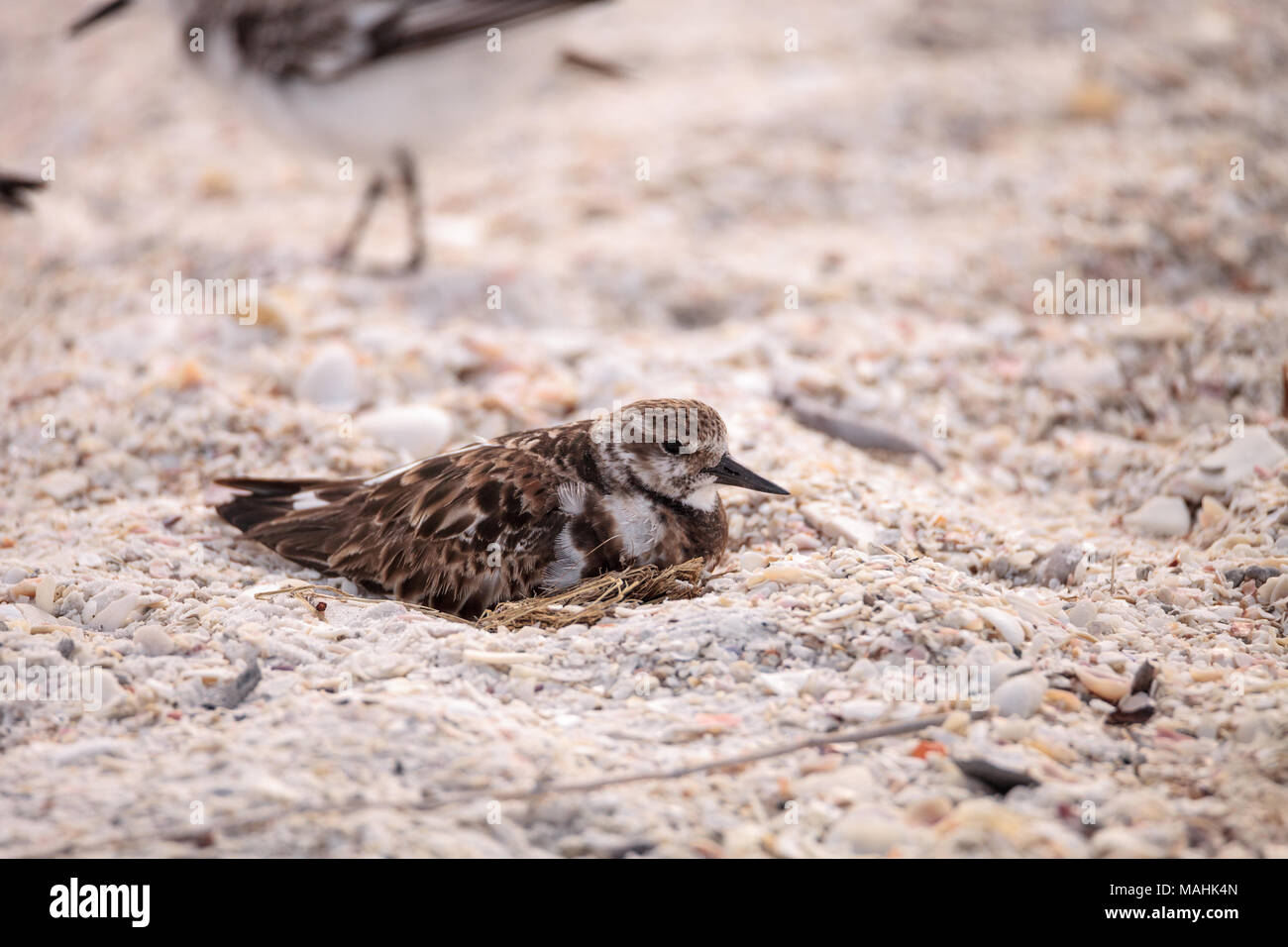 Nesting Ruddy turnstone wading bird Arenaria interpres along the ...