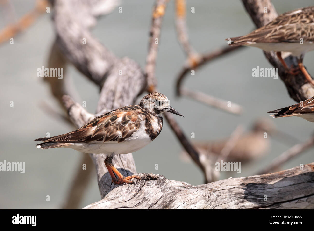 Nesting Ruddy turnstone wading bird Arenaria interpres along the ...