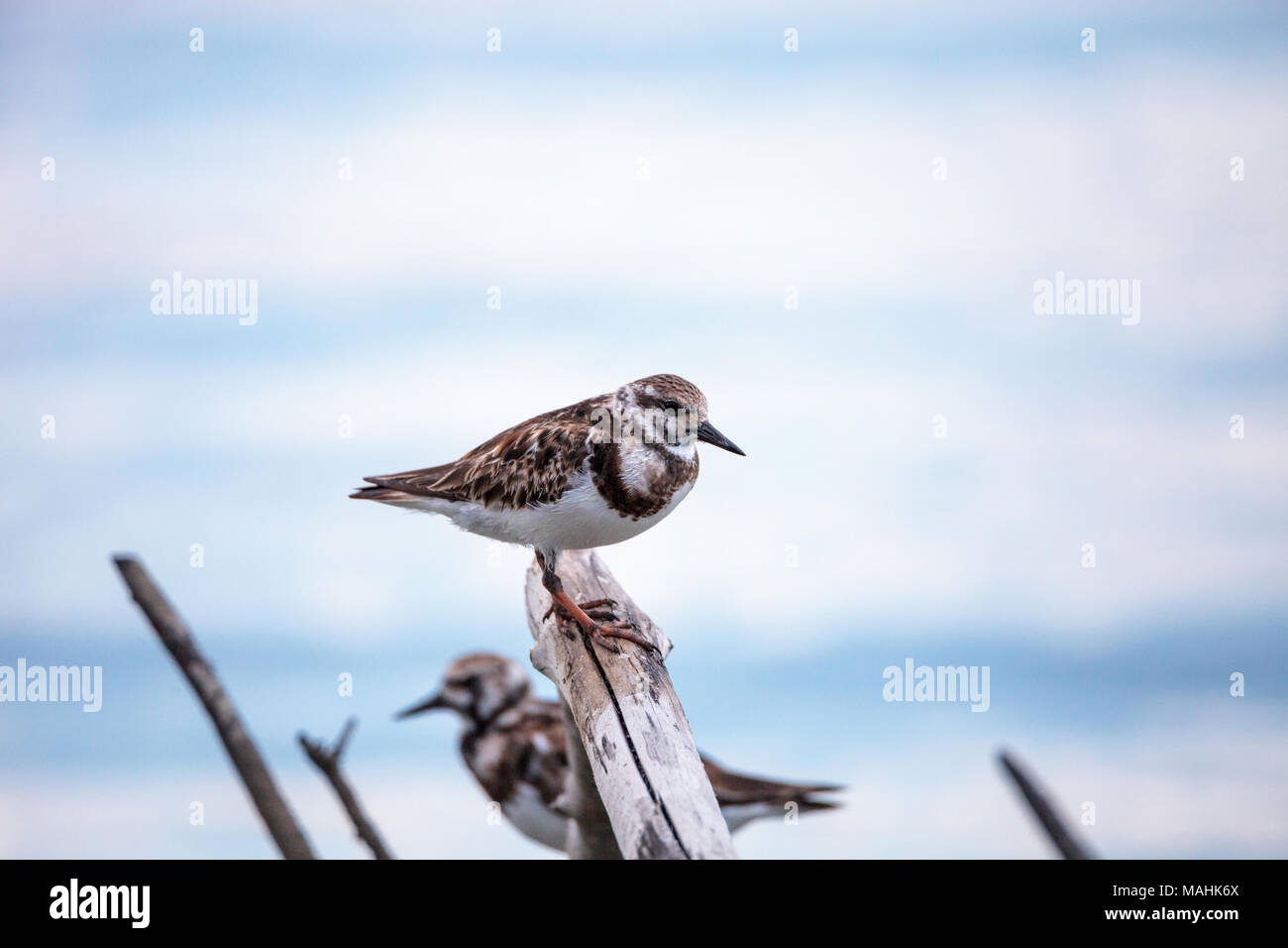 Nesting Ruddy turnstone wading bird Arenaria interpres along the ...