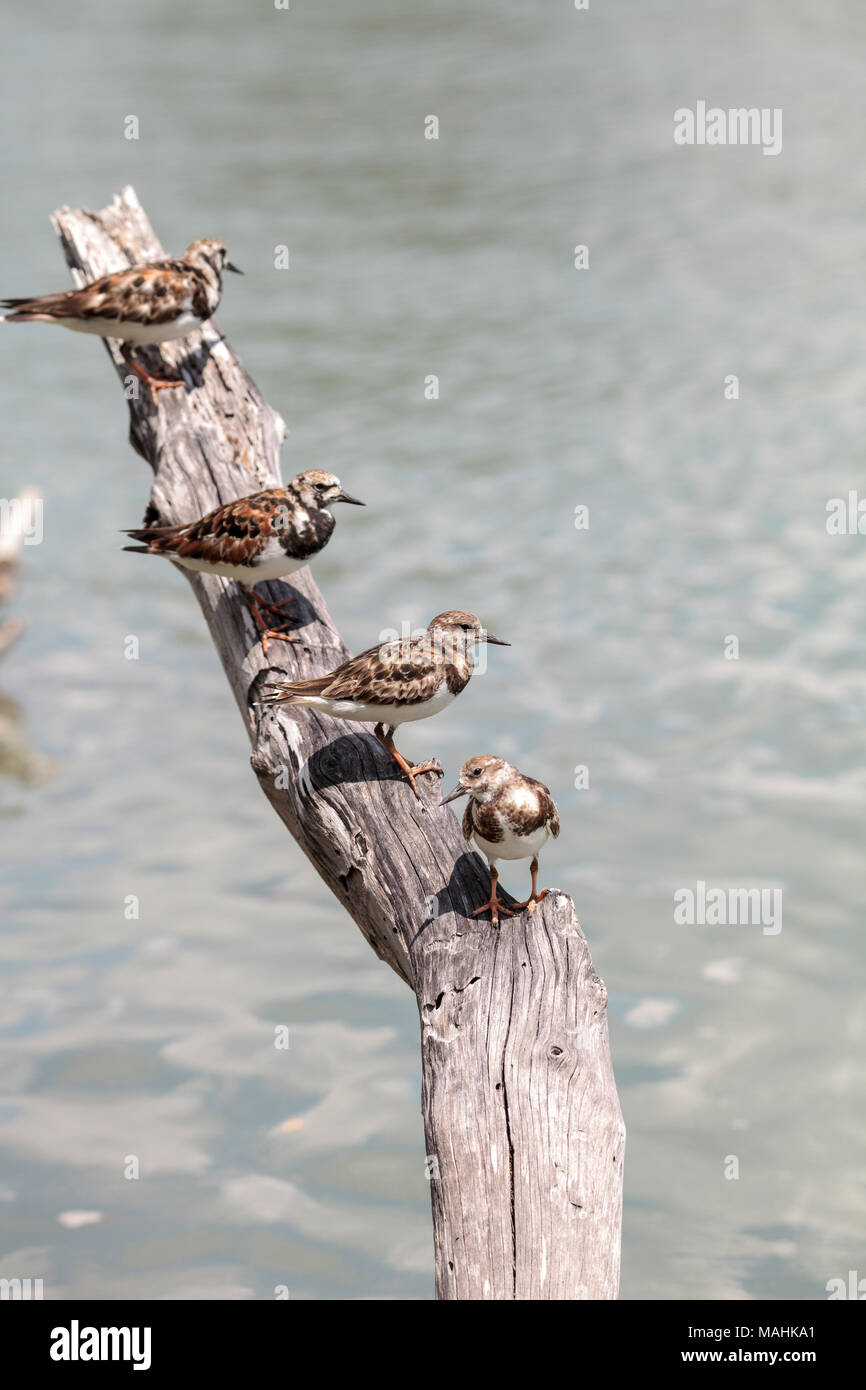 Nesting Ruddy turnstone wading bird Arenaria interpres along the ...