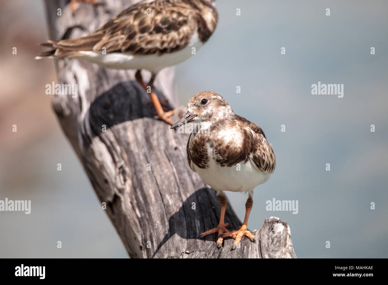Nesting Ruddy turnstone wading bird Arenaria interpres along the ...